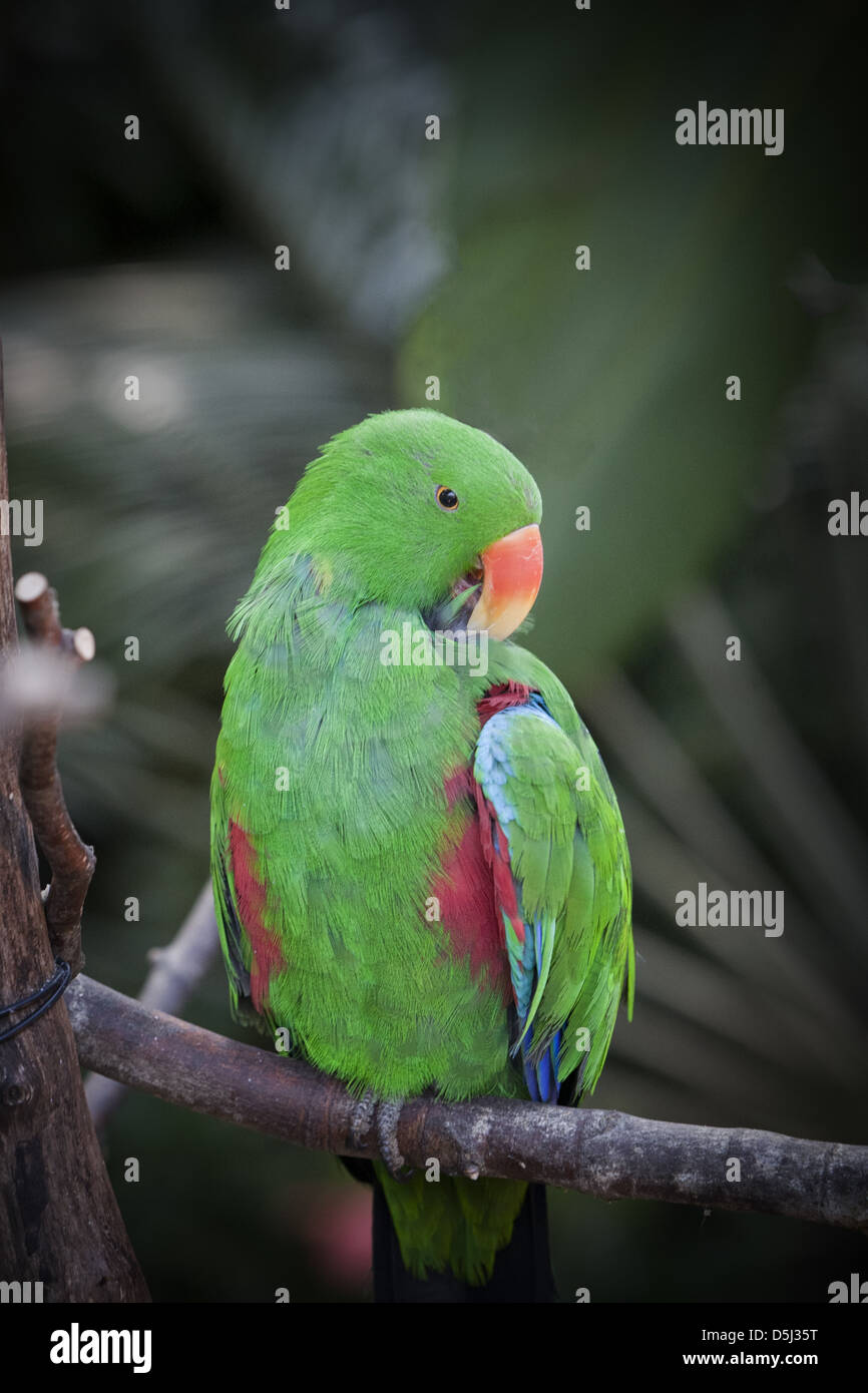 Green parakeet hi-res stock photography and images - Alamy