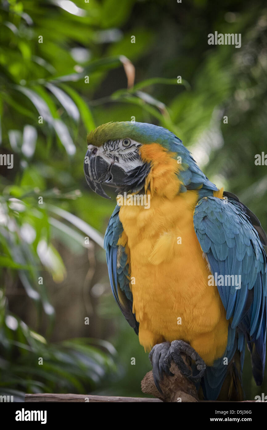 blue yellow macaw Stock Photo - Alamy