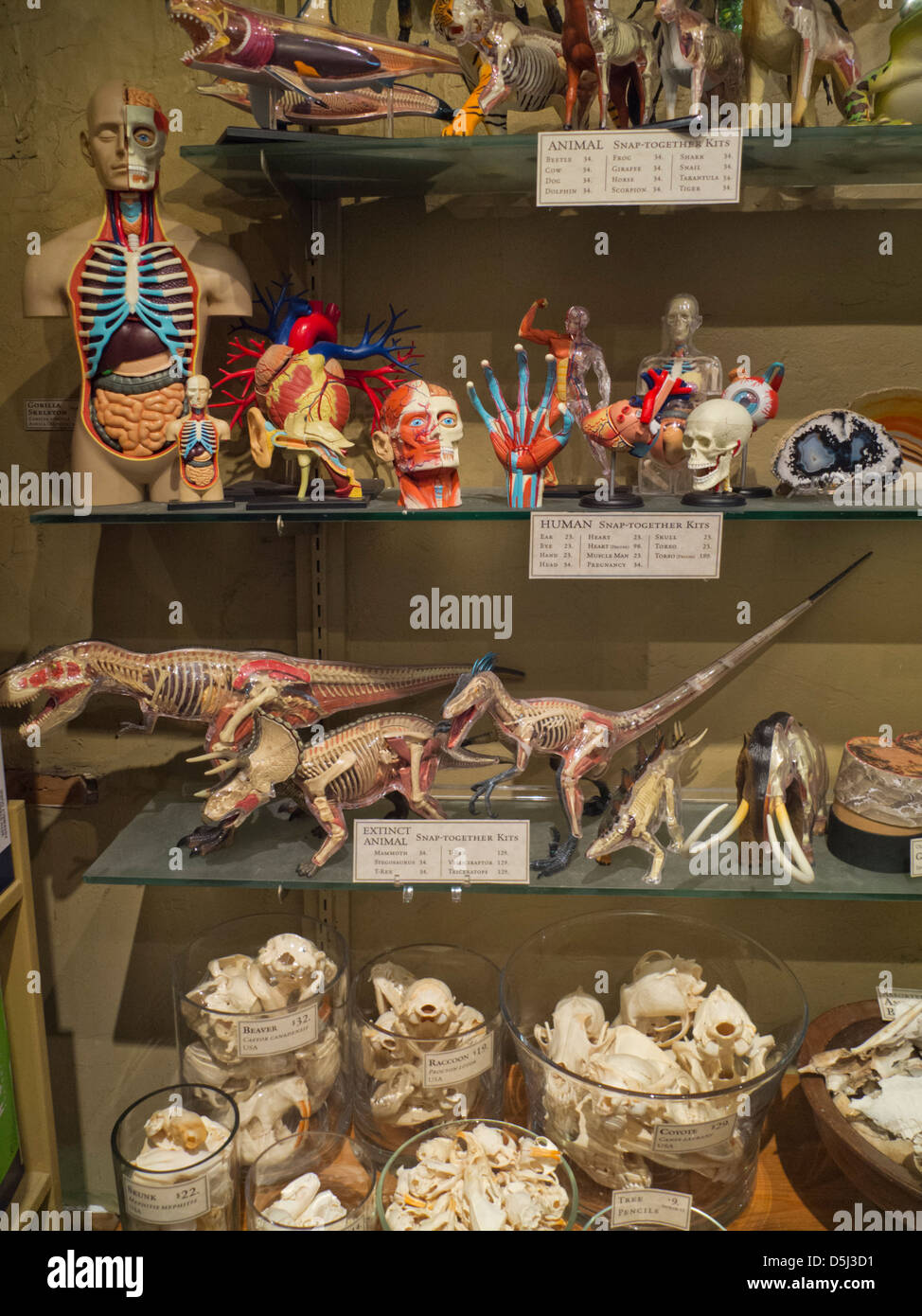 Evolution display hi-res stock photography and images - Alamy