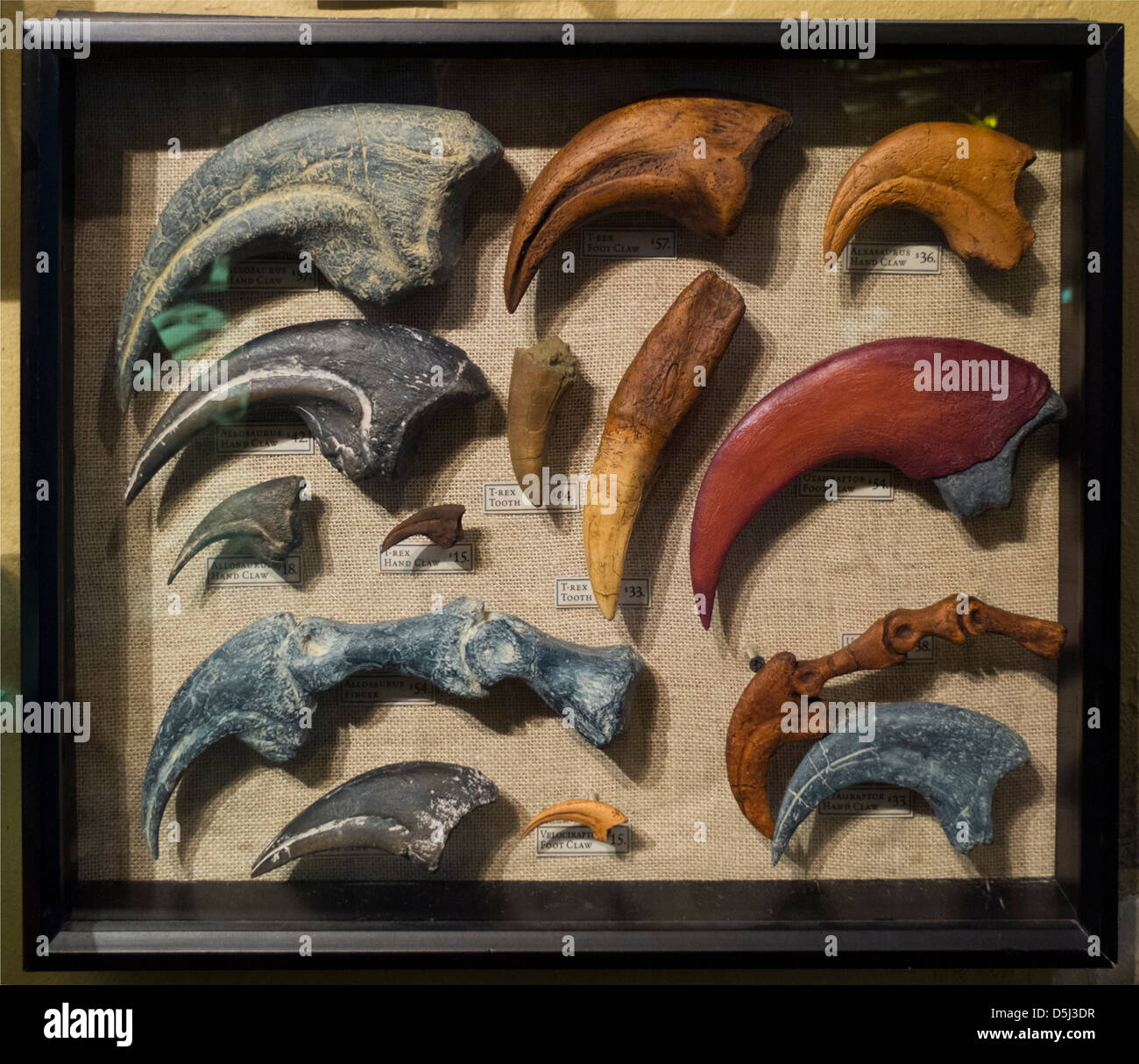 Evolution display hi-res stock photography and images - Alamy