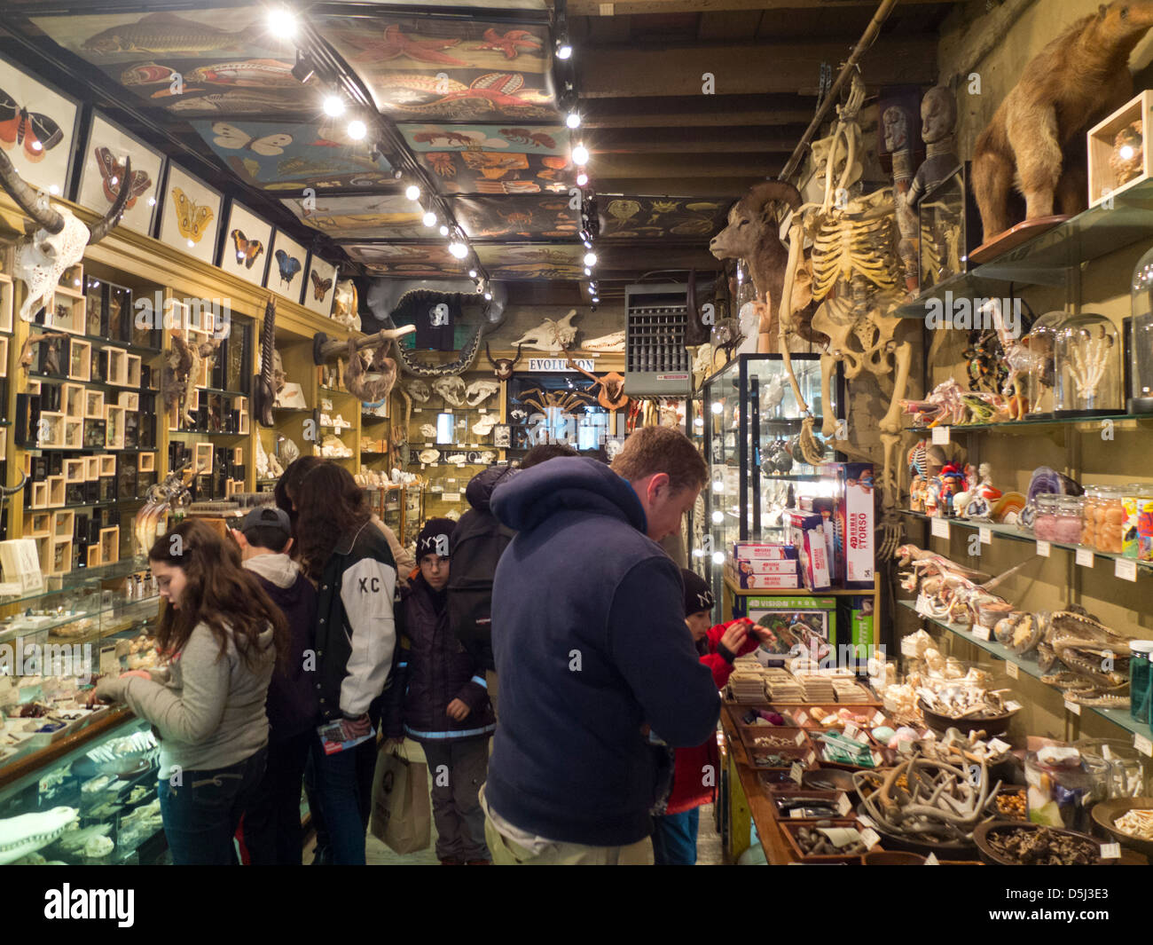 Evolution store in New York City Stock Photo - Alamy