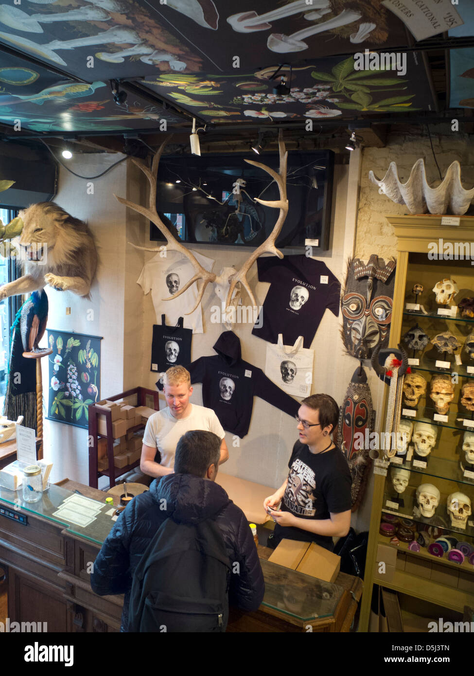 Evolution store in New York City Stock Photo - Alamy