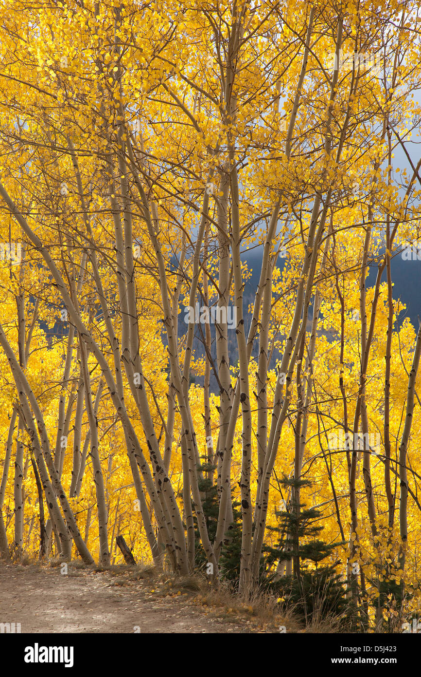 Santa fe national forest hi-res stock photography and images - Alamy