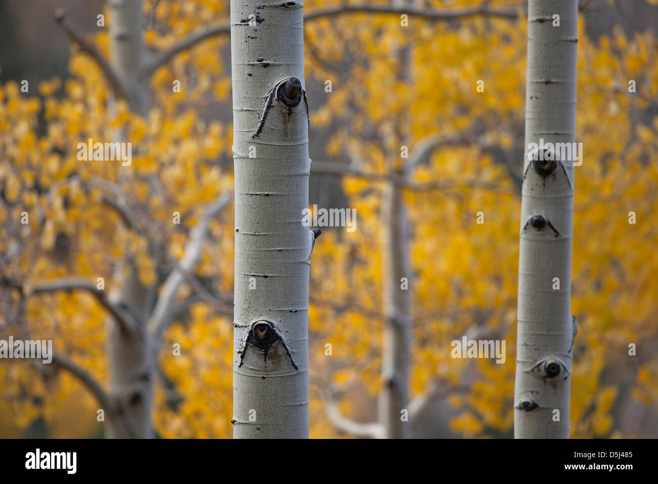 Santa fe national forest hi-res stock photography and images - Alamy