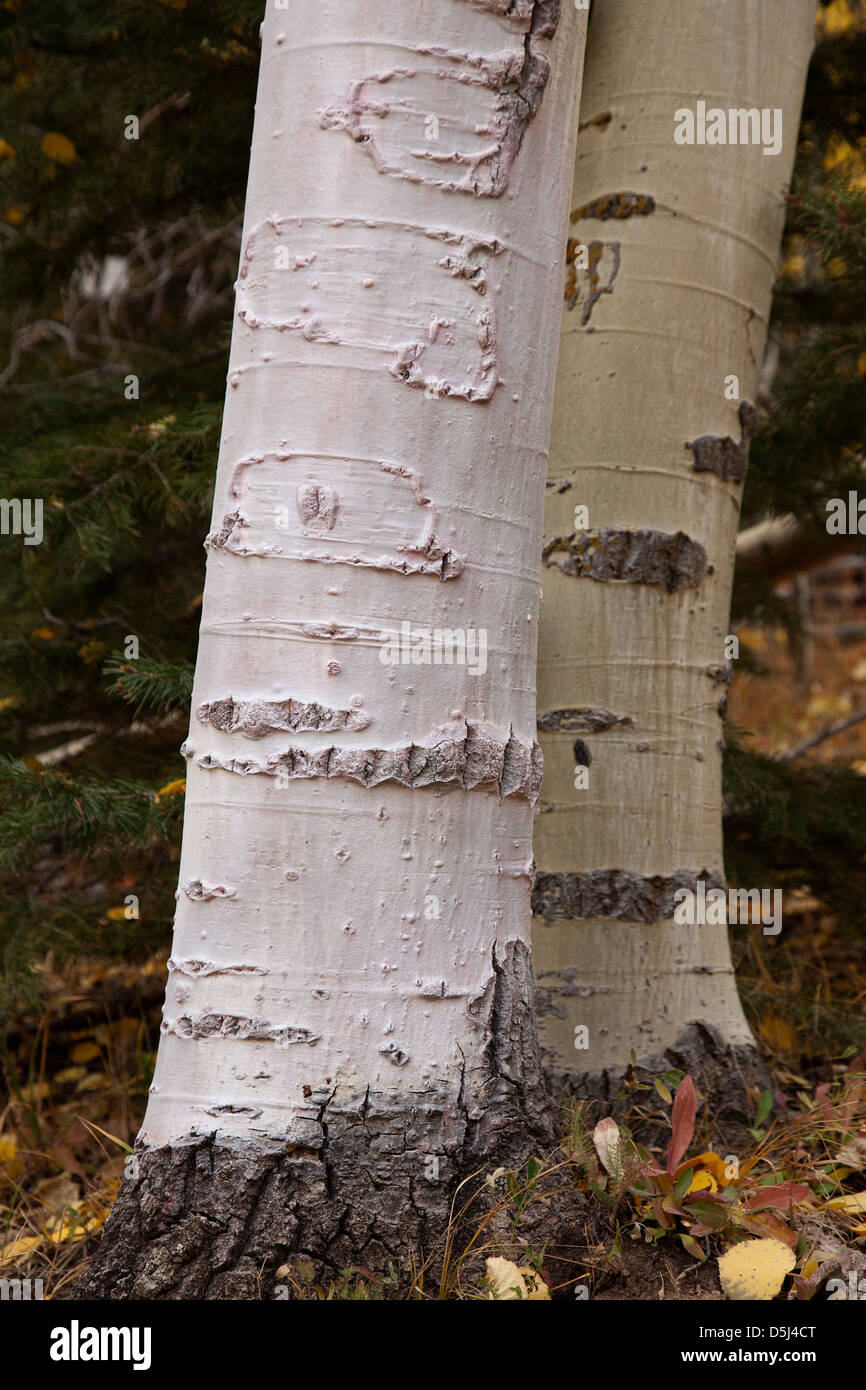 Aspen tree trunks hi-res stock photography and images - Alamy