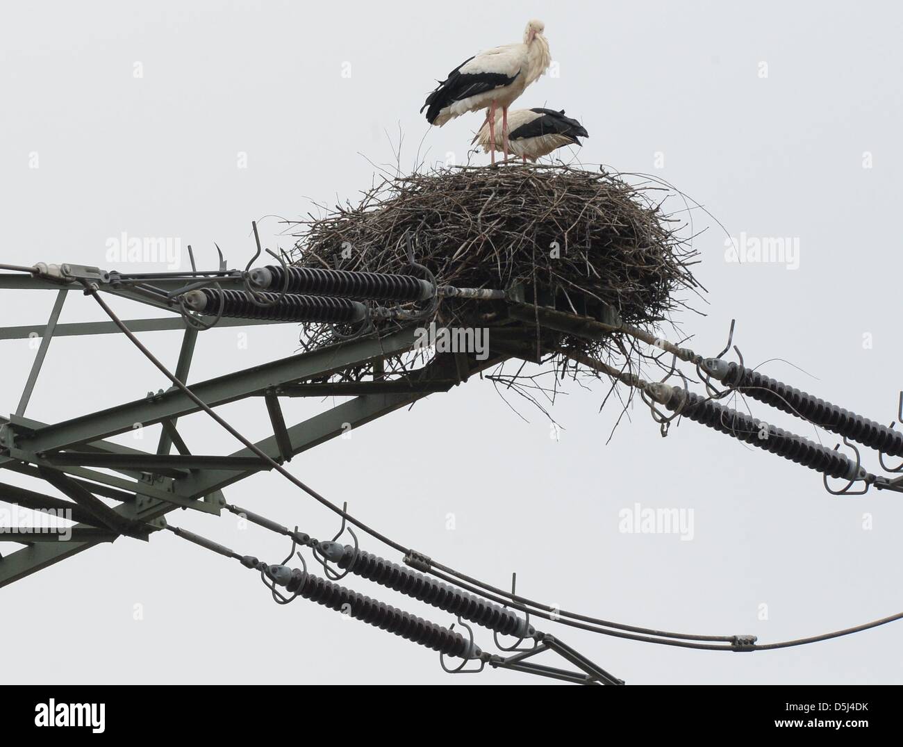 A storck couple hatches on a power pylon in Freiburg, Germany, 03 April ...