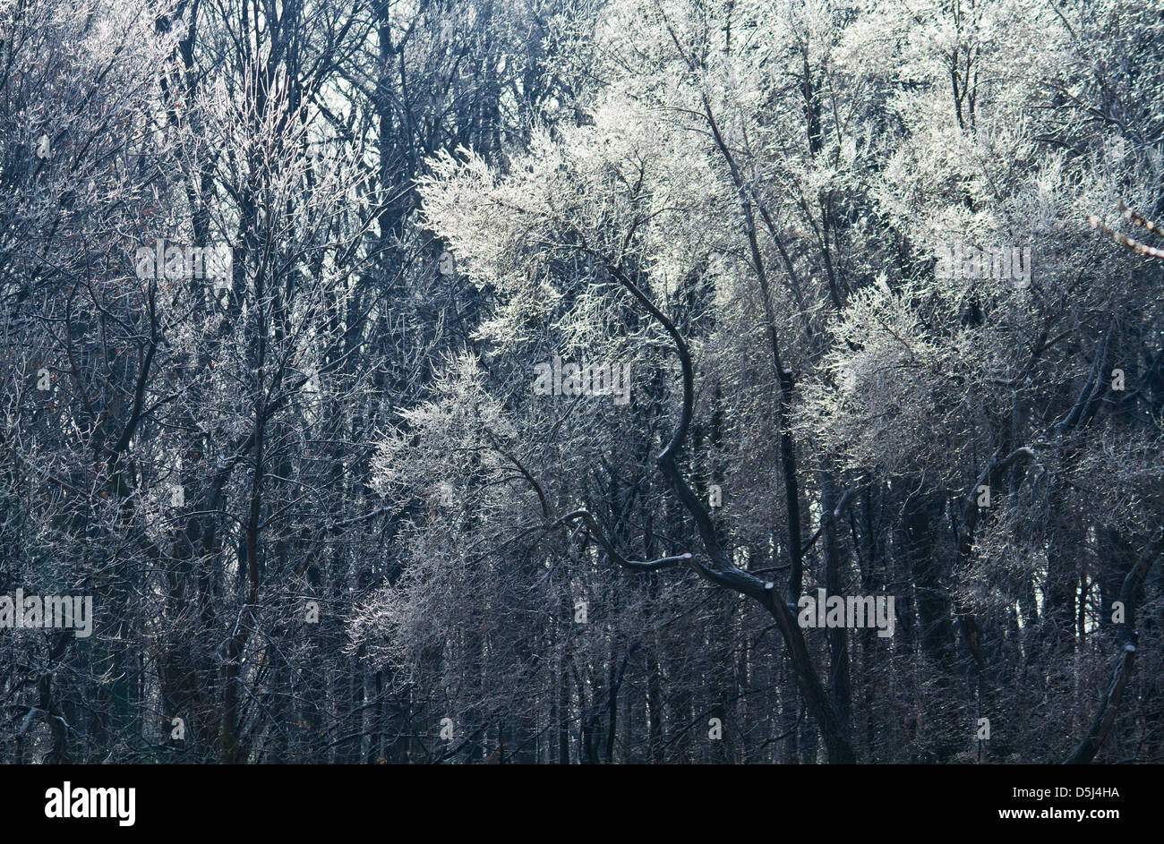Canada trees hi-res stock photography and images - Alamy