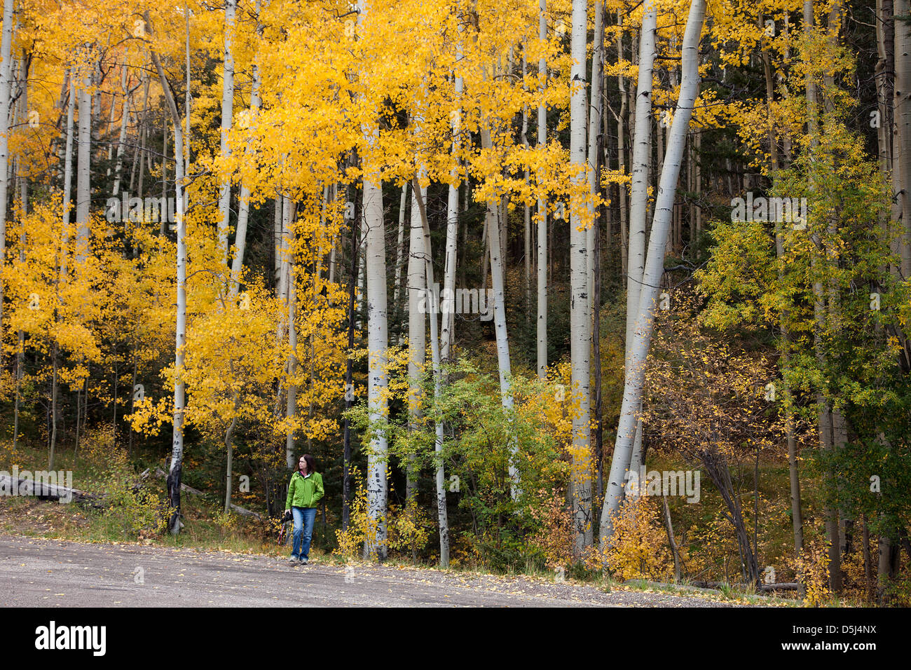 Santa fe national forest hi-res stock photography and images - Alamy
