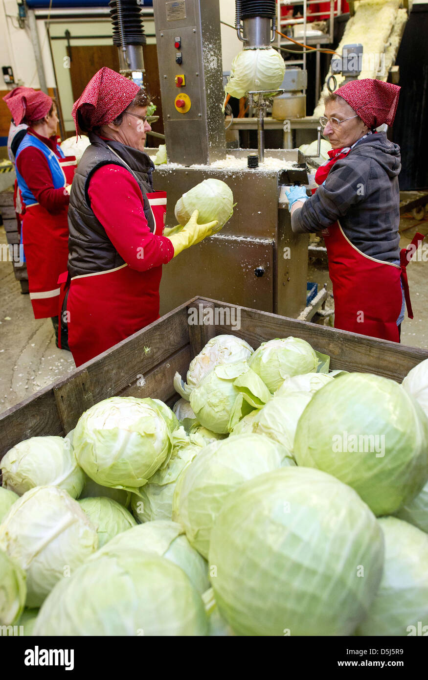 An employee puts white cabbage into a machine to remove the core at ...