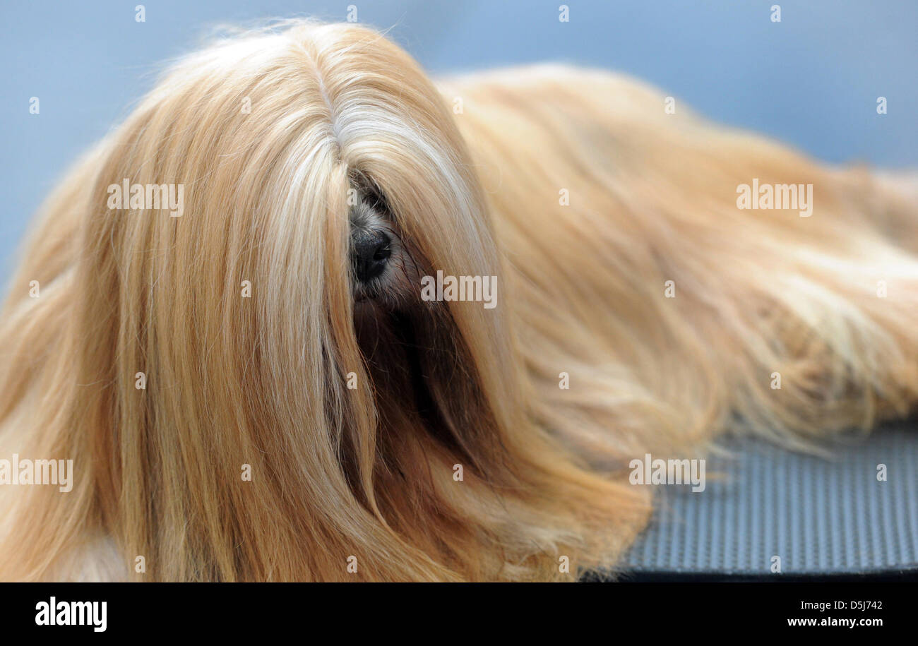 Three-year old Lhasa Apso female Lizzi waits on her evaluation at the ...