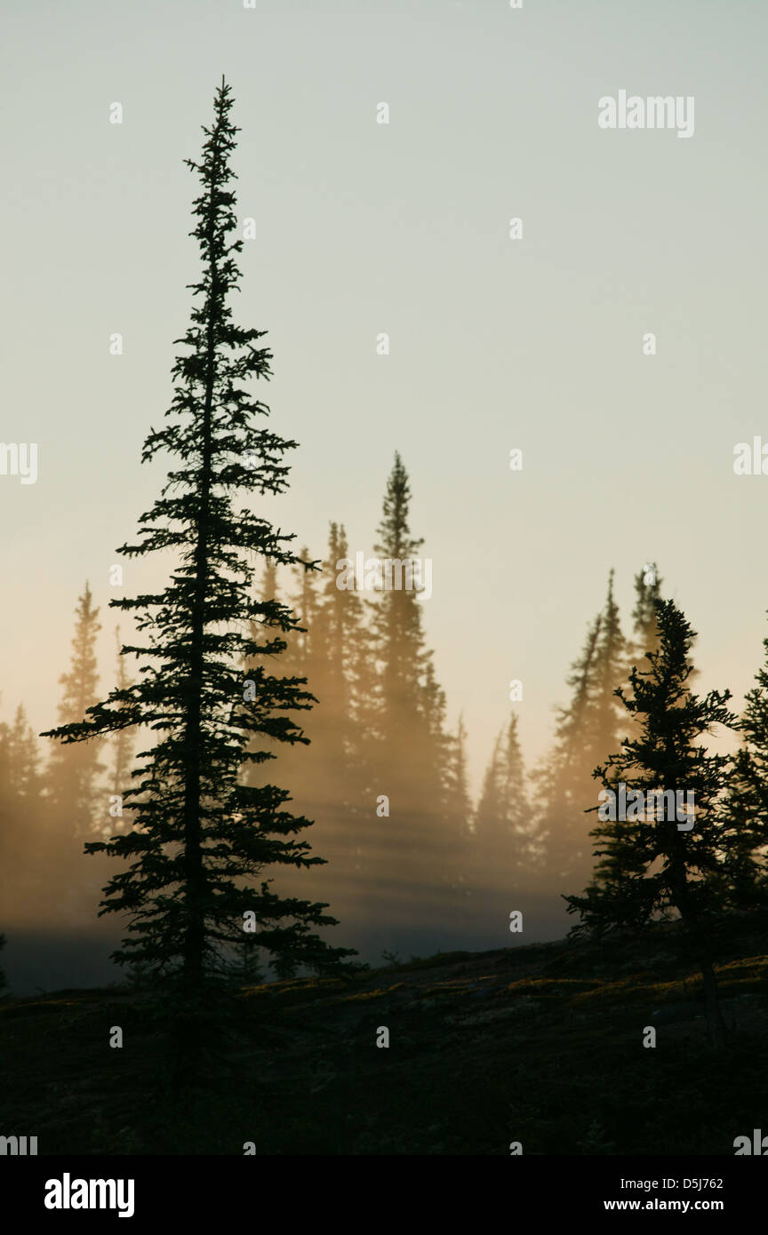 Nwt spruce trees hi-res stock photography and images - Alamy