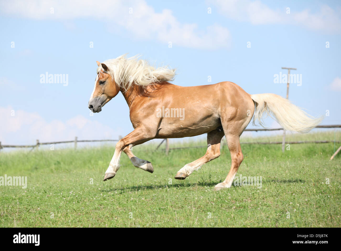 Haflinger stallion hi-res stock photography and images - Alamy