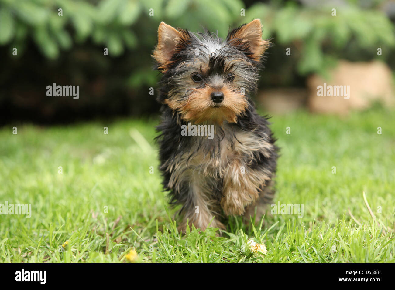 Yorkshire terrier running on the grass Stock Photo - Alamy