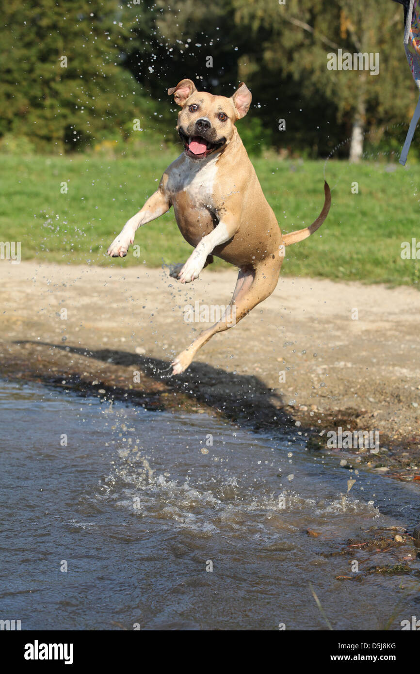 American staffordshire terrier jumping water hi-res stock photography ...