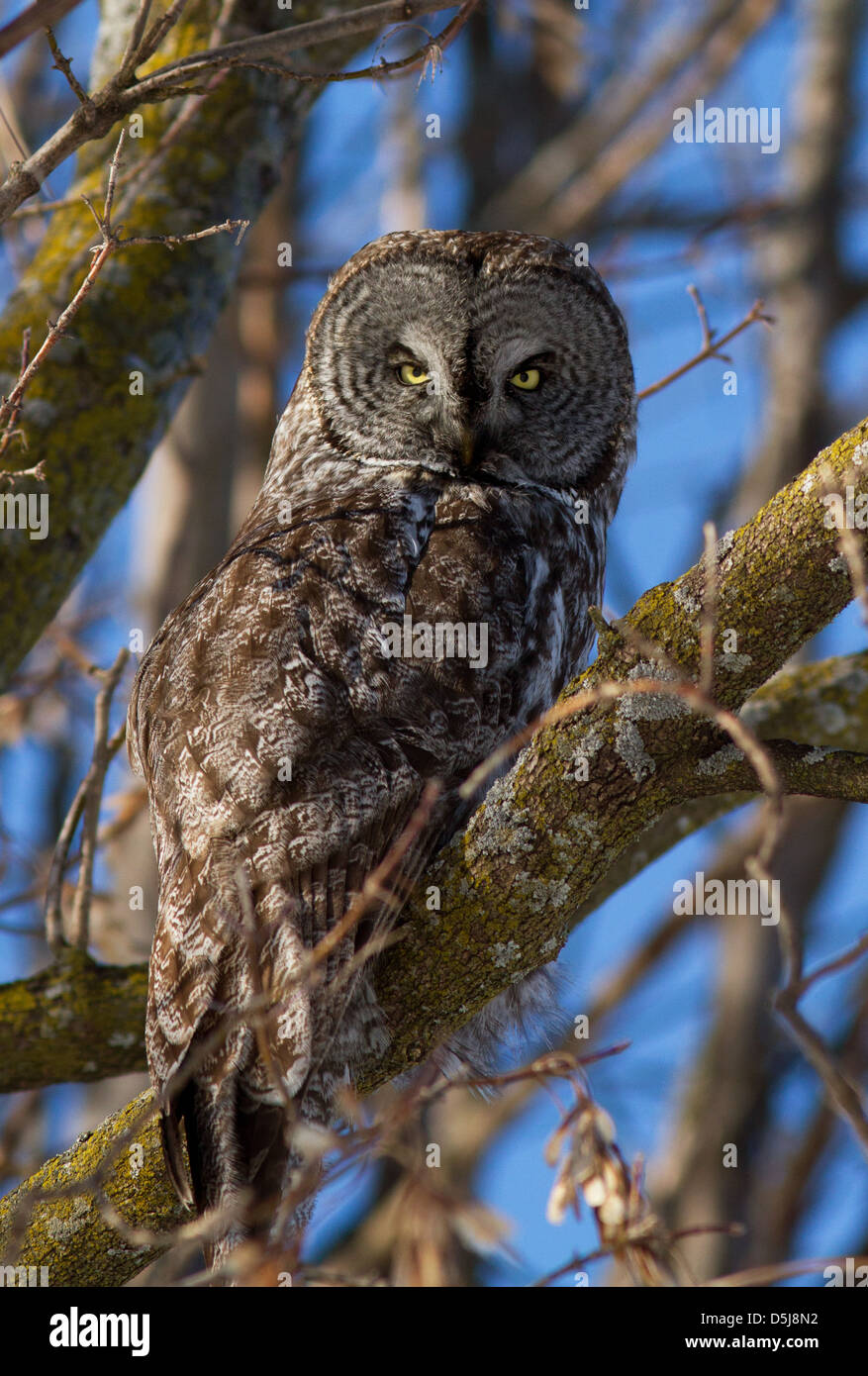 Great Grey owl in Canada during the winter Stock Photo - Alamy