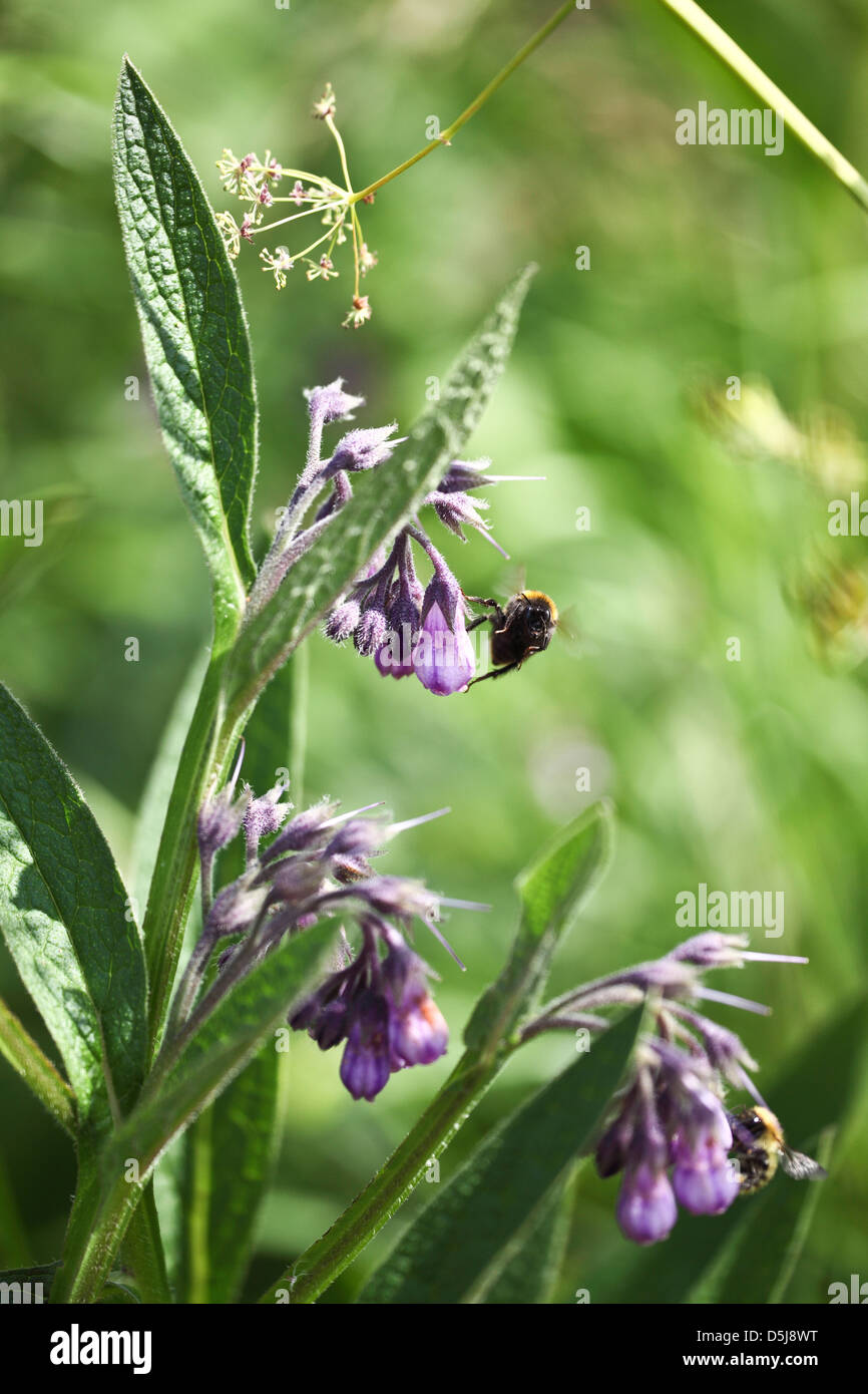 Closeup wildflowers with insects hi-res stock photography and images ...