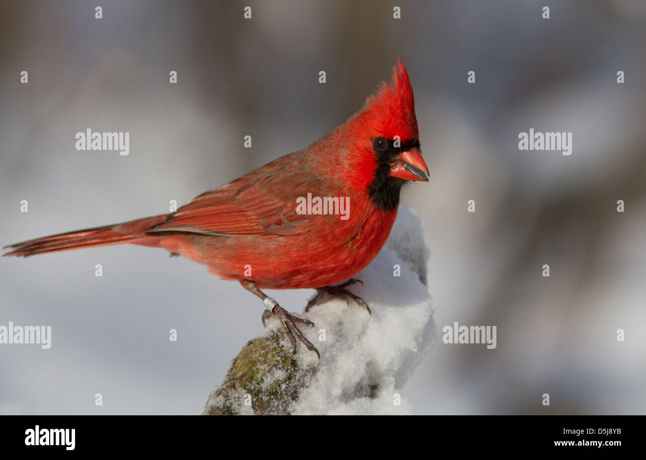 Male Northern Cardinal in snow Stock Photo - Alamy