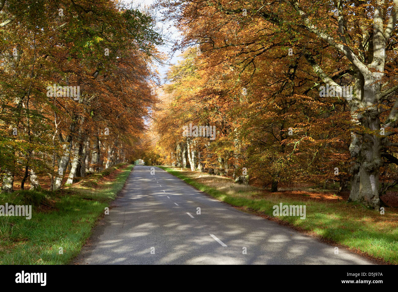 Autumn woodland Angus Scotland Stock Photo - Alamy