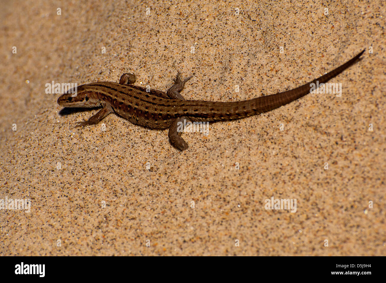Common lizard hi-res stock photography and images - Alamy