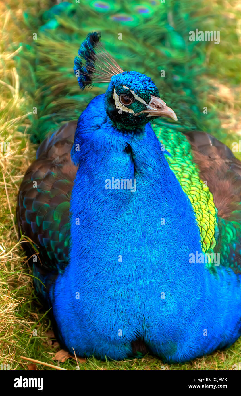 Devon zoo hi-res stock photography and images - Alamy