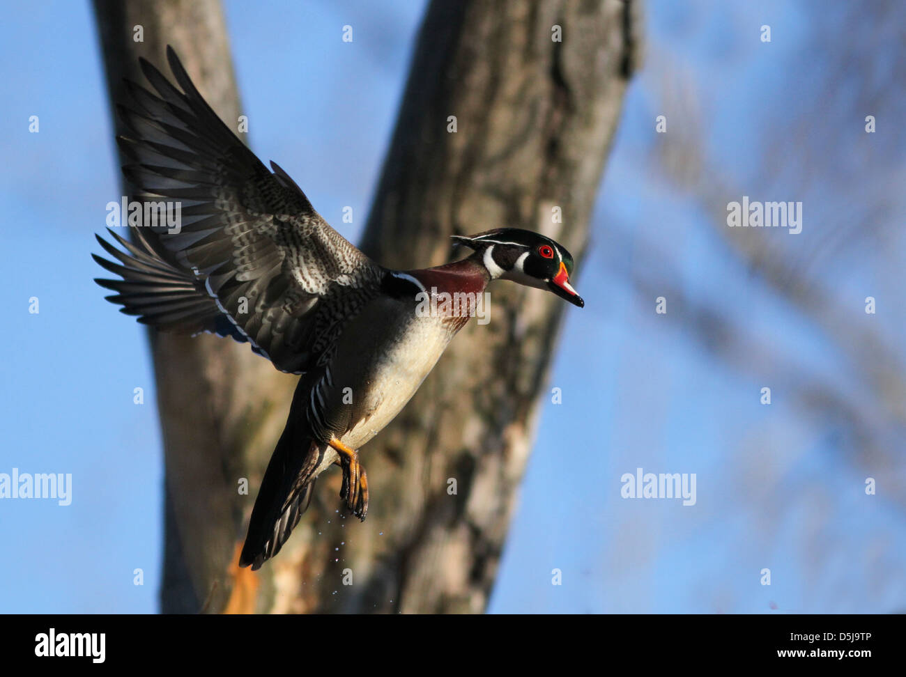 Superb Wood Duck drake landing Stock Photo - Alamy