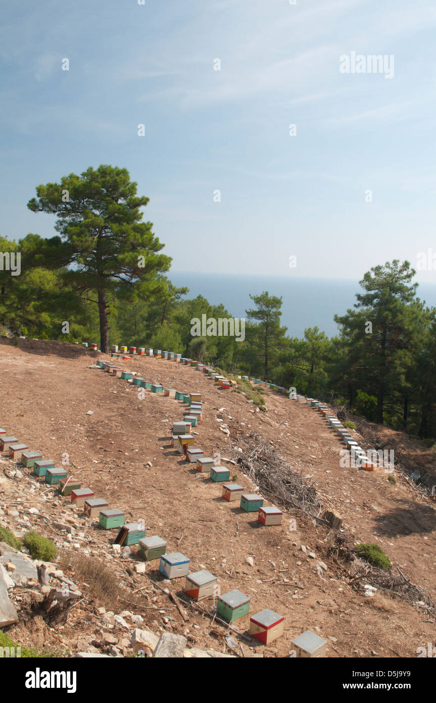 Greek island September Beehives in rows on a hillside near Kinira or ...