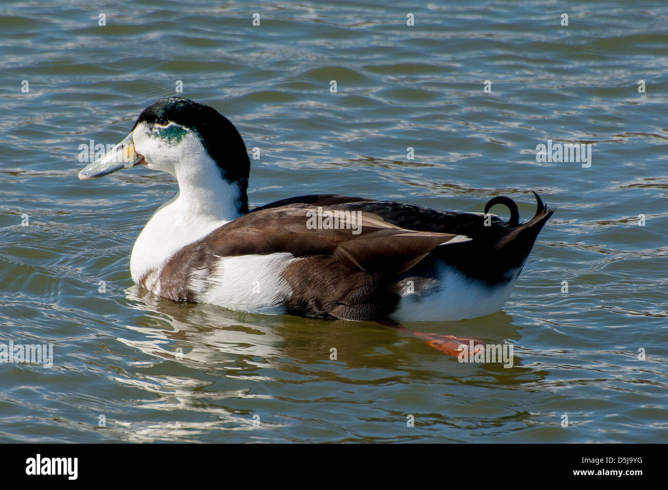 Mallard hybrid duck hi-res stock photography and images - Alamy