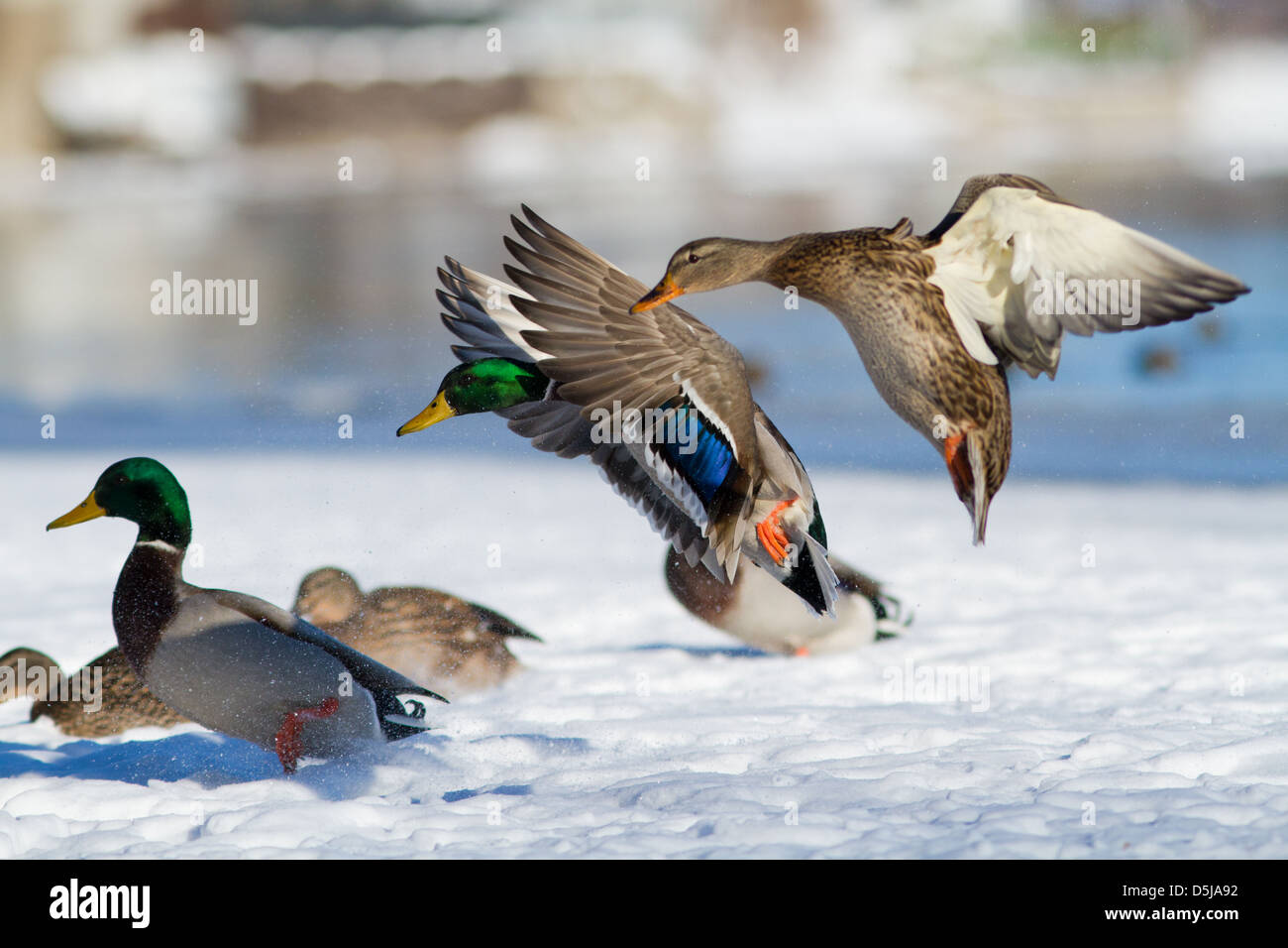 Mallards In Flight Stock Photos & Mallards In Flight Stock Images - Alamy