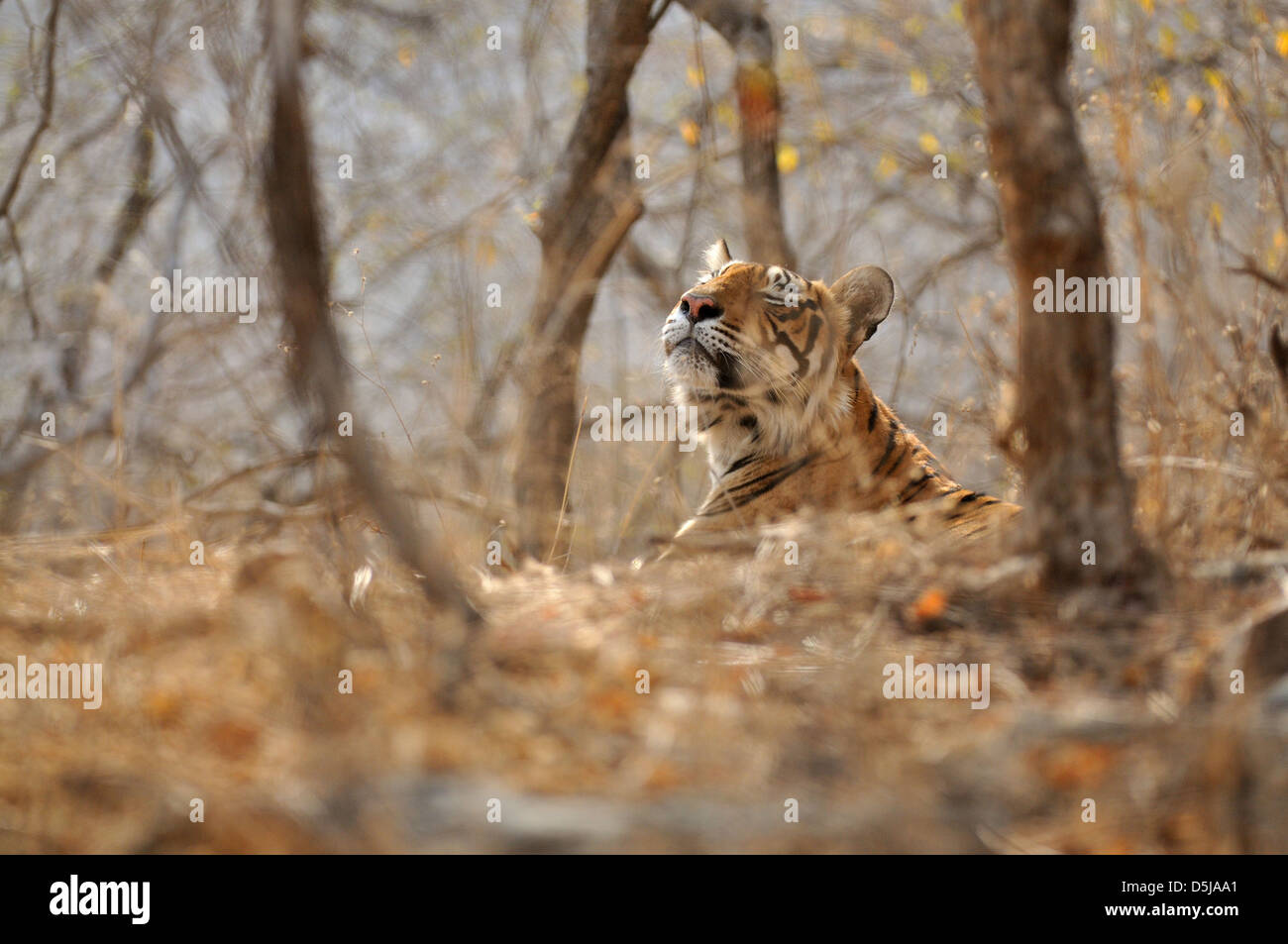 Newborn tiger hi-res stock photography and images - Alamy