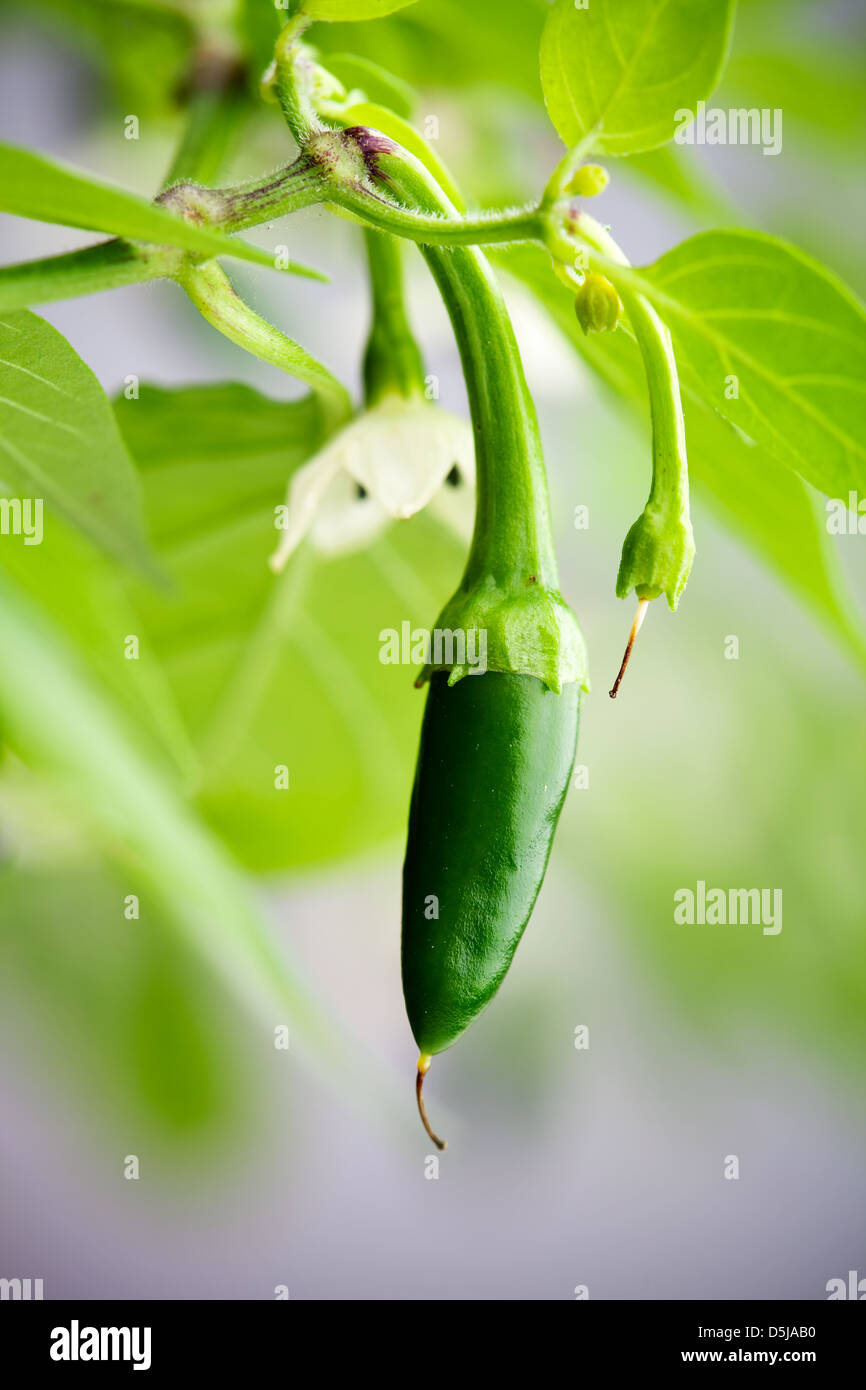 Green serrano hi-res stock photography and images - Alamy
