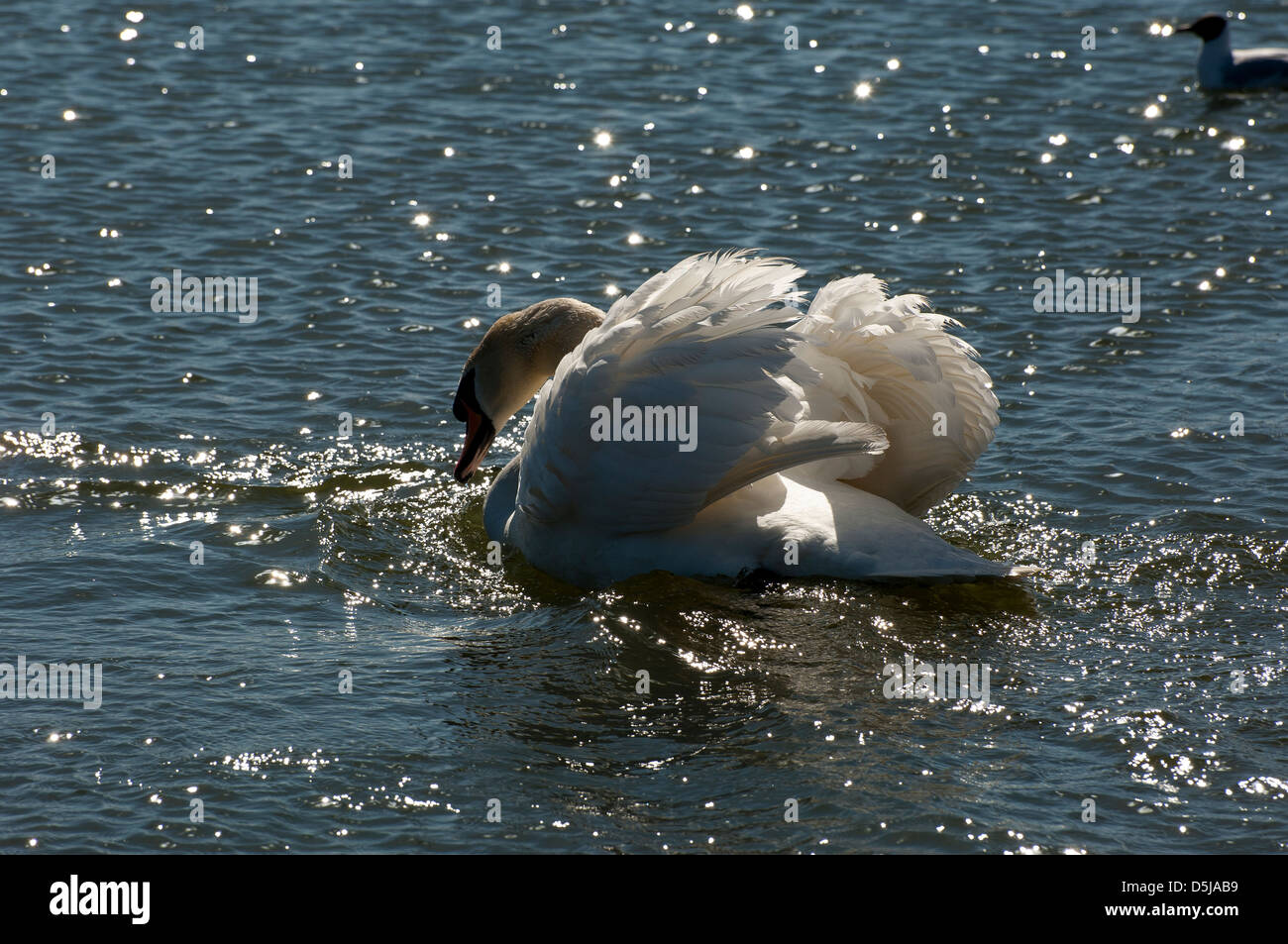 Back of swan hi-res stock photography and images - Alamy