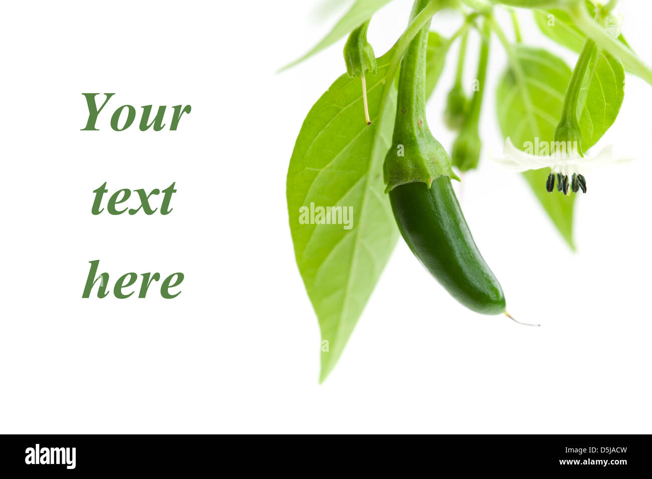 Green serrano hi-res stock photography and images - Alamy