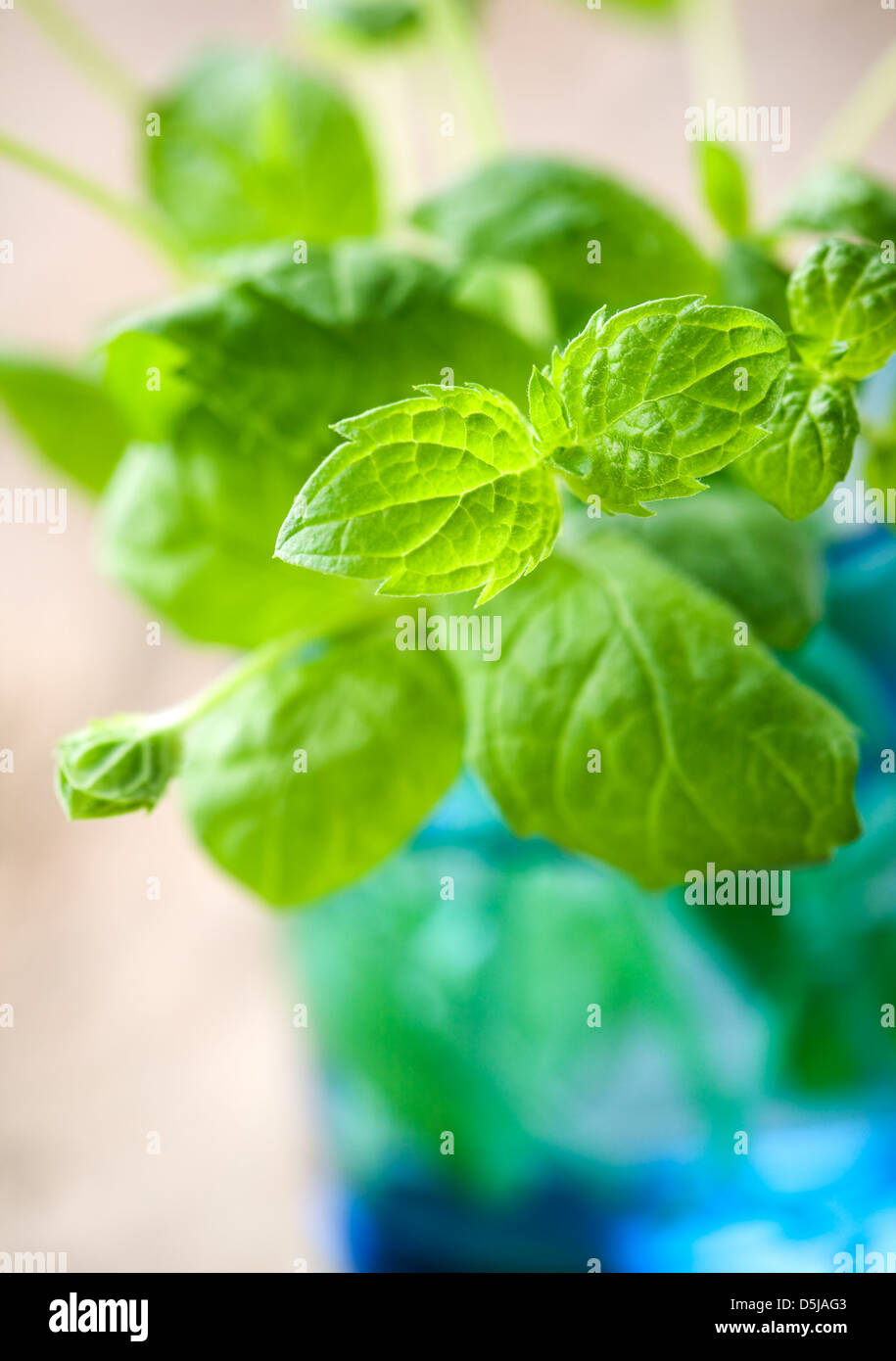 Bunch of fresh mint in blue glass Stock Photo - Alamy