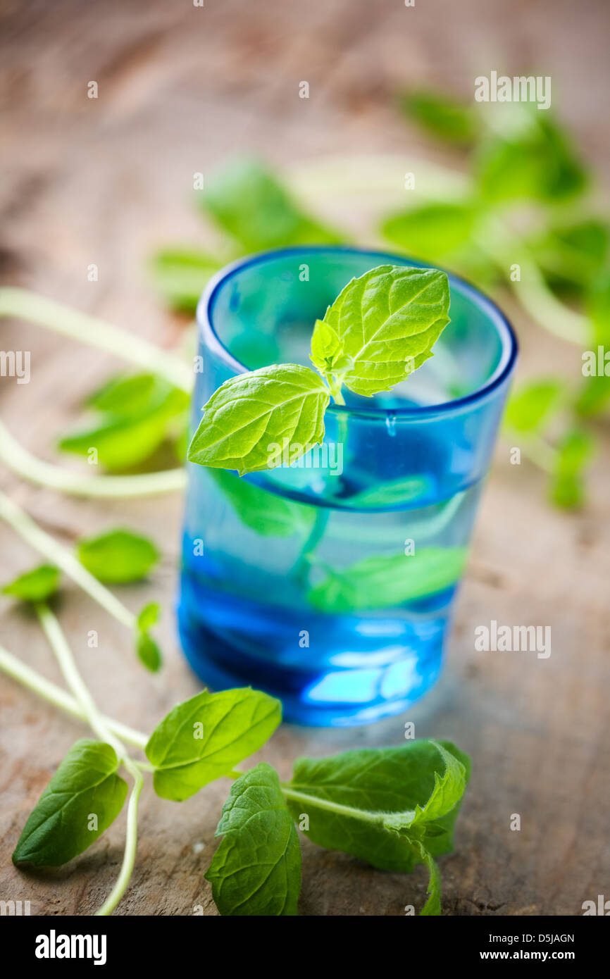 Bunch of fresh mint in blue glass Stock Photo - Alamy