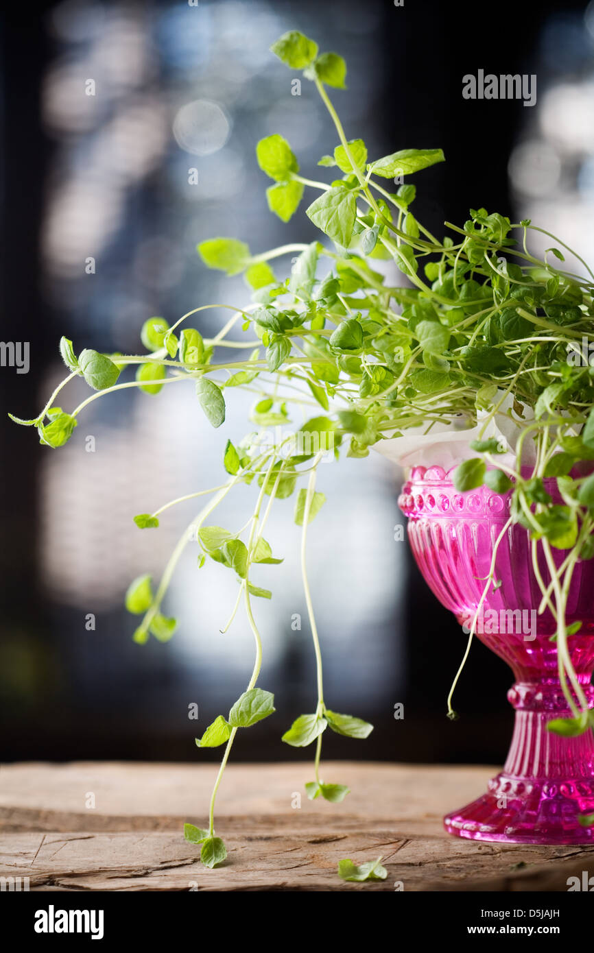 Bunch of fresh mint in pink bowl Stock Photo - Alamy