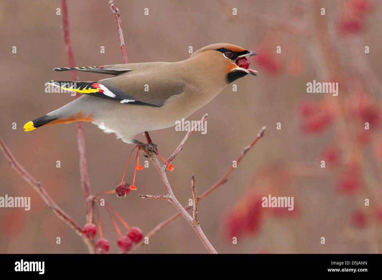 Bohemian Waxwing (Bombycilla garrulus) feeding on red berries Stock ...