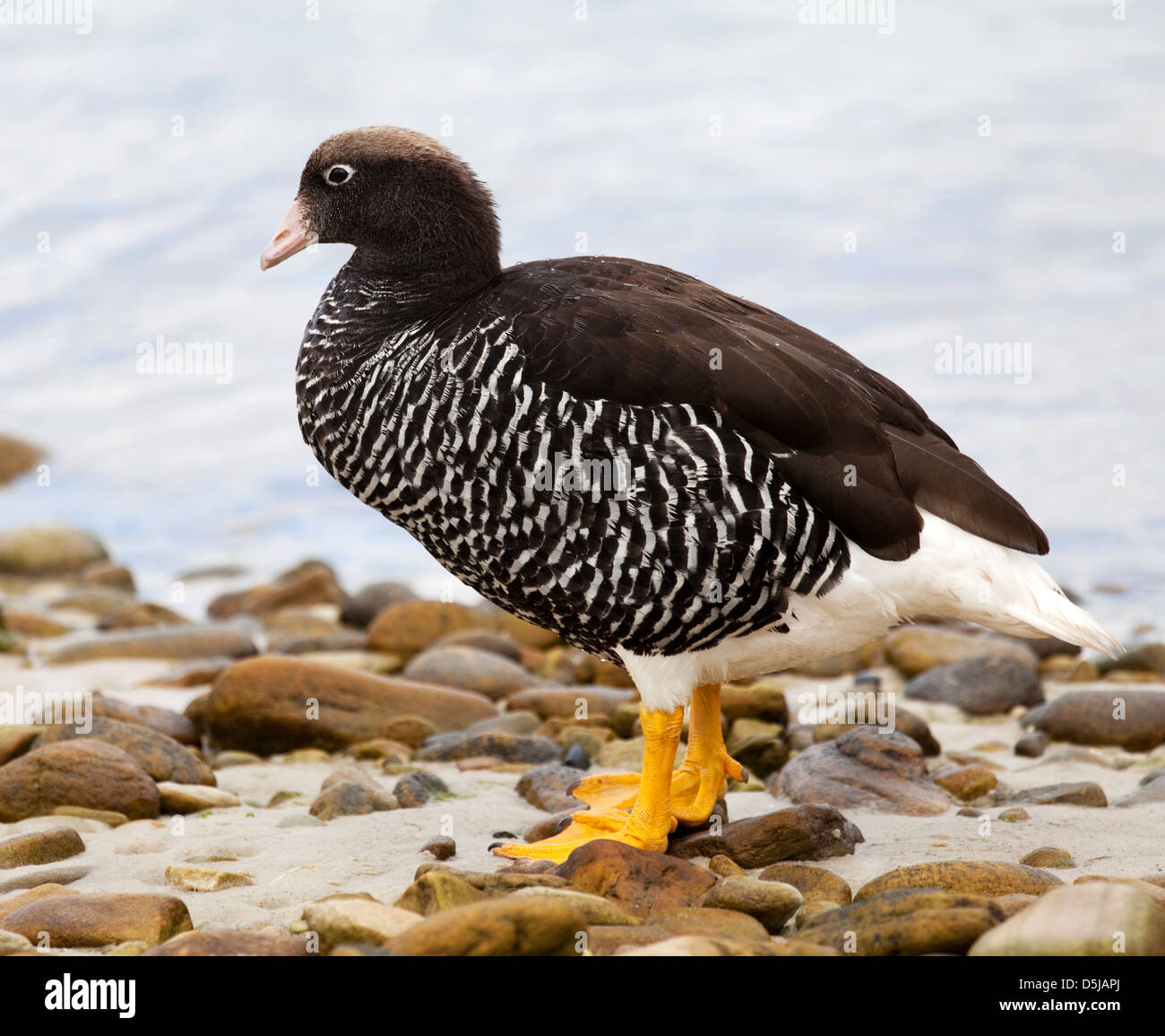 Steamer duck hi-res stock photography and images - Alamy