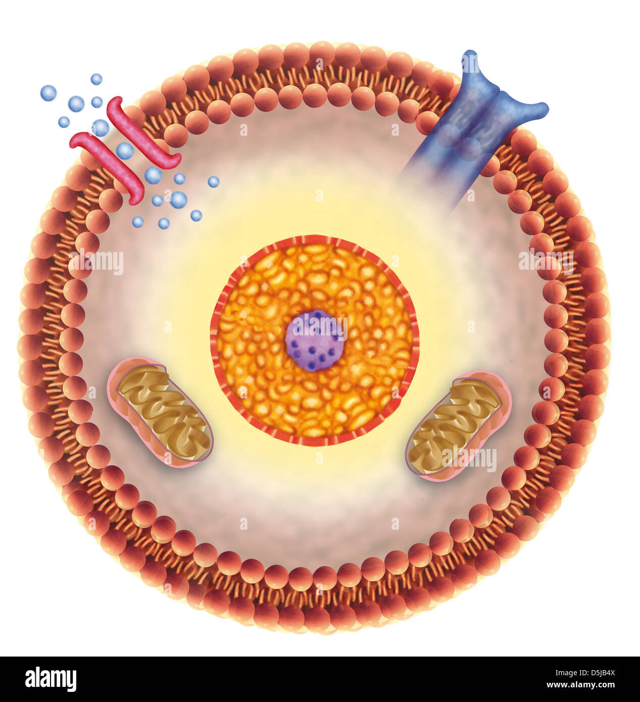 cell membrane receptors Stock Photo - Alamy