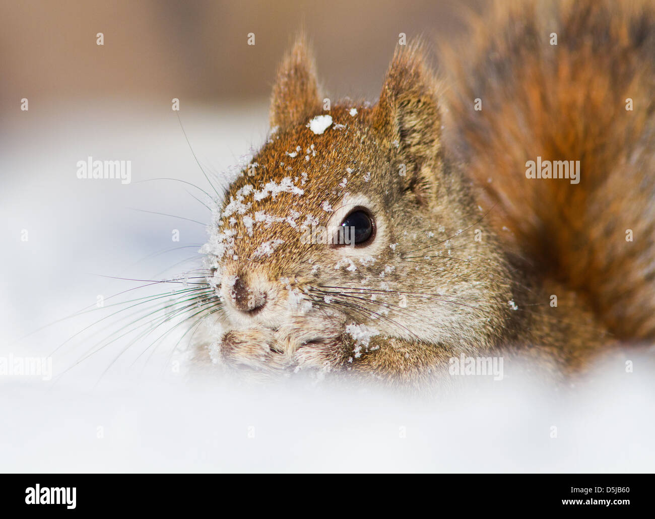 Funny Squirrel High Resolution Stock Photography and Images - Alamy