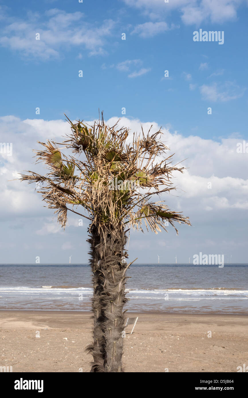 Withered Palm Tree on the beach Stock Photo - Alamy