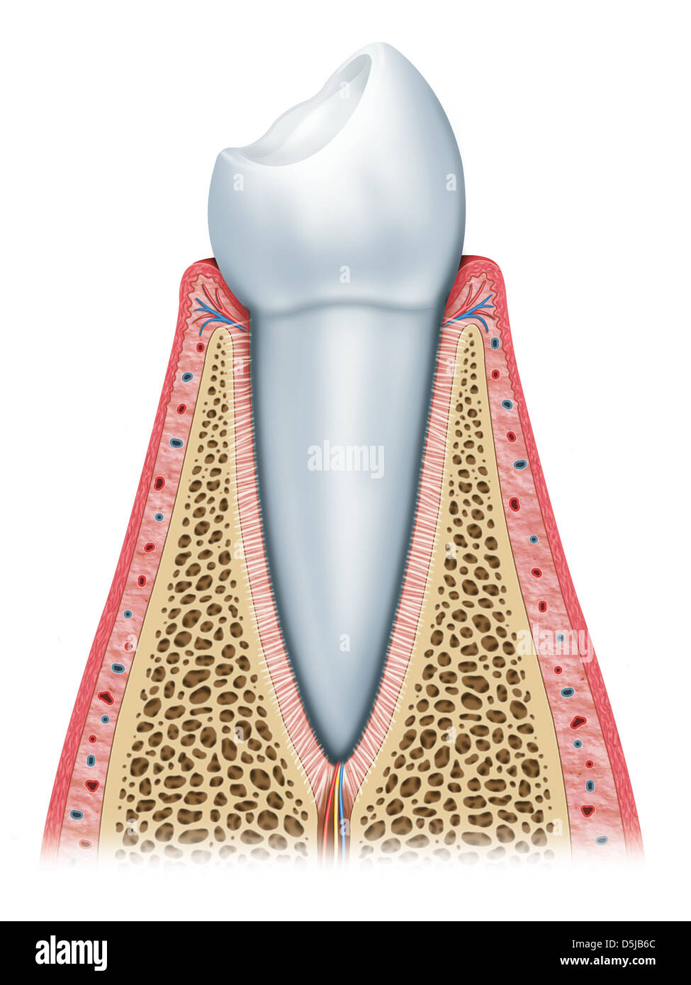the healthy tooth Stock Photo - Alamy