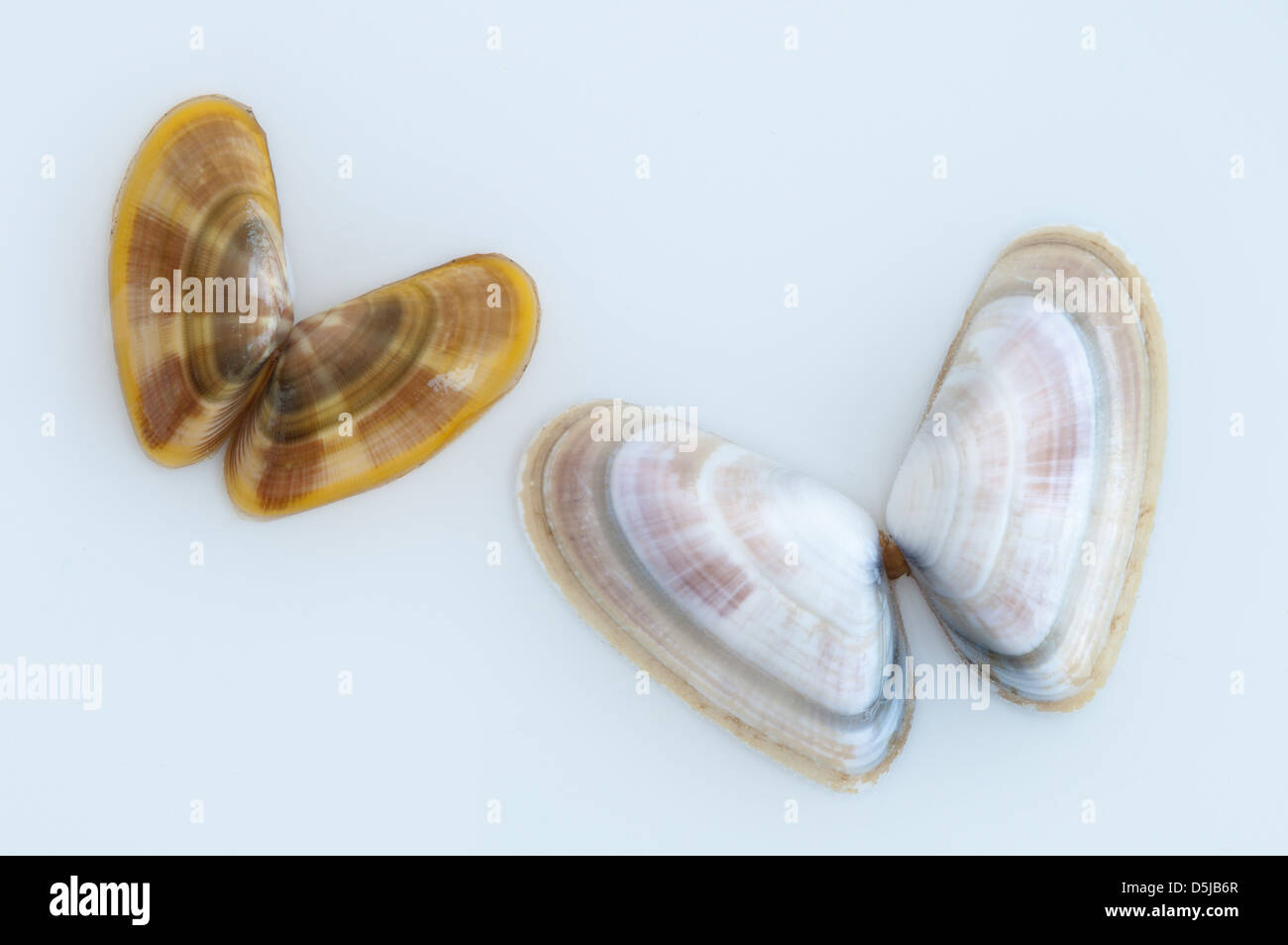 Thassos Greece Greek island September unidentified sea shells found on ...
