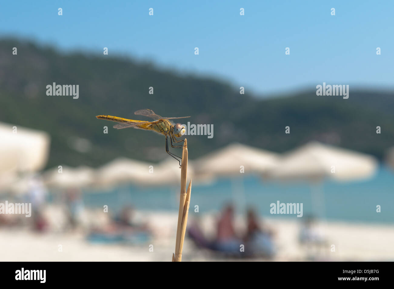Thassos Greece Greek island September Unidentified dragonfly beside ...