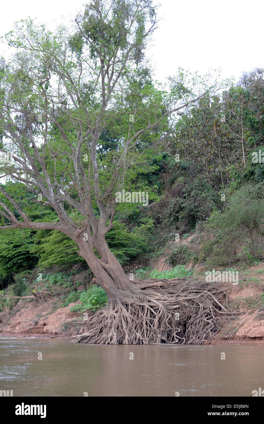 Tree at river Mekong on Laos Stock Photo - Alamy