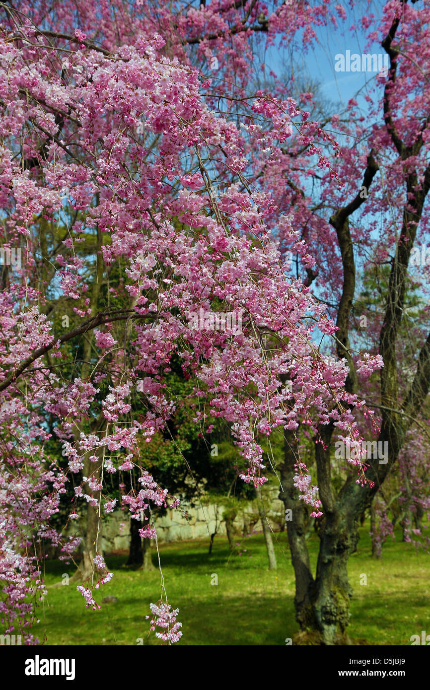Kyoto, Japan. 1st April 2013. Cherry blossom trees in the gardens of ...