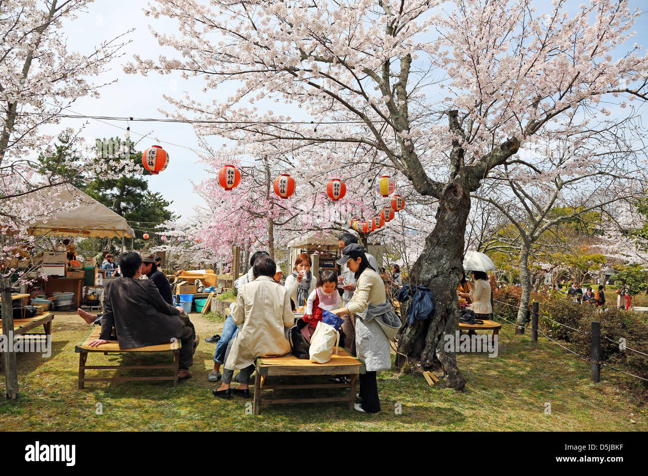 Kyoto, Japan. 1st April 2013. Japanese people picnic under the Cherry ...