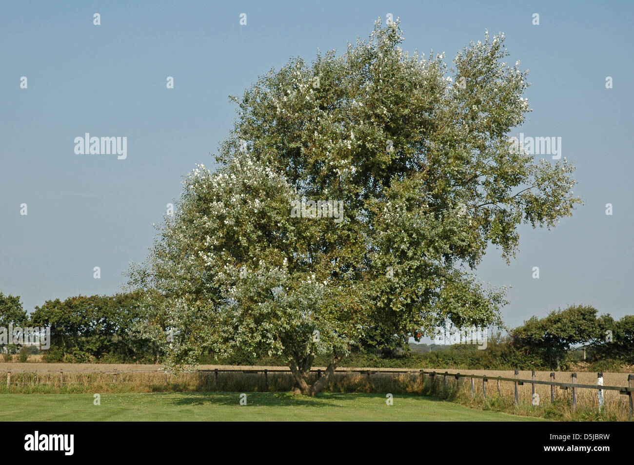 White Poplar Tree Populus alba Stock Photo - Alamy