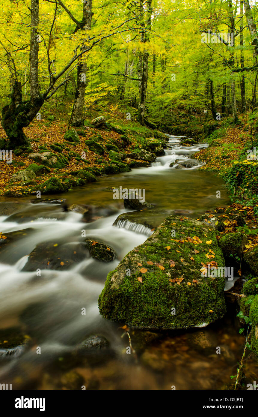 Arce valley forest hi-res stock photography and images - Alamy