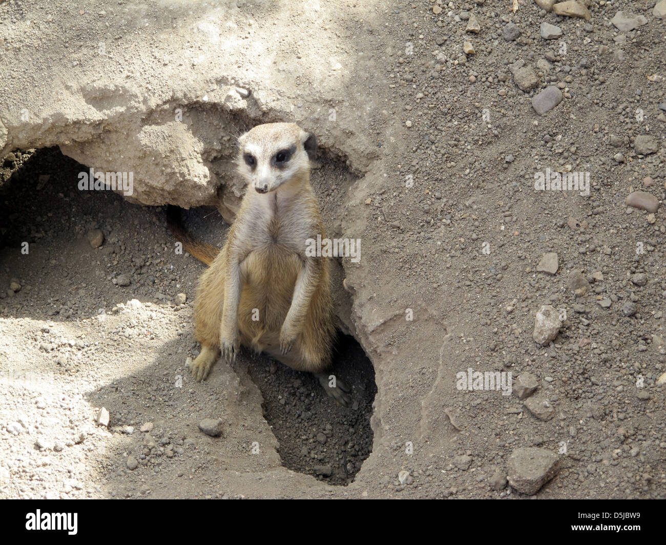 Suricato hi-res stock photography and images - Alamy