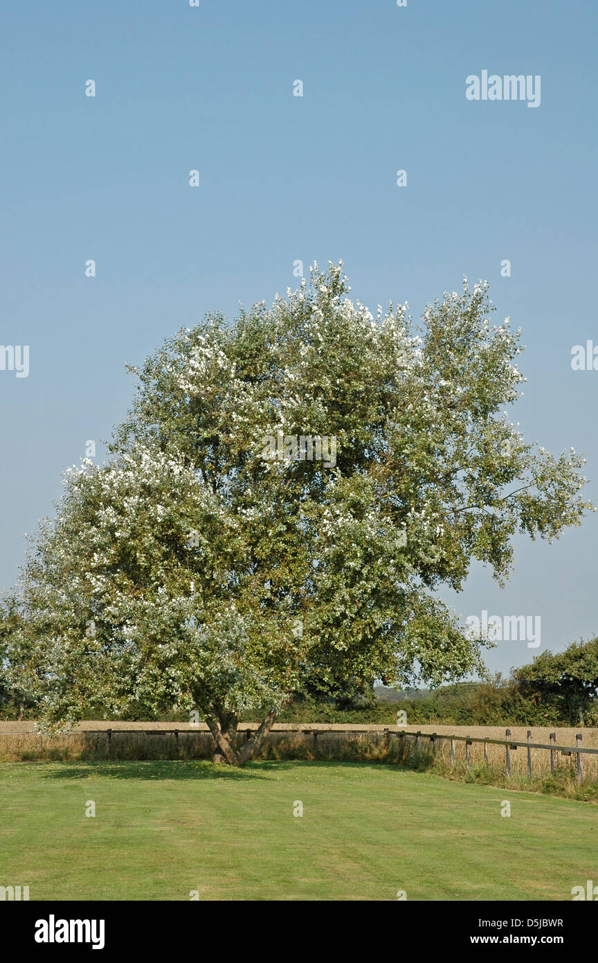 White Poplar Tree. Spring. May Stock Photo - Alamy
